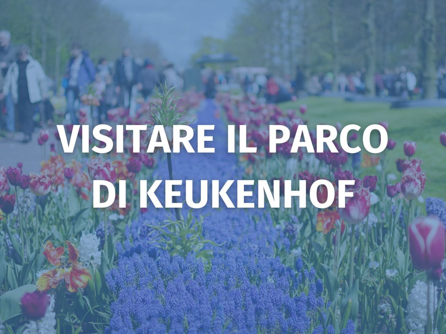Parco di Keukenhof 2025: Cosa Vedere, Come Arrivare e Biglietti